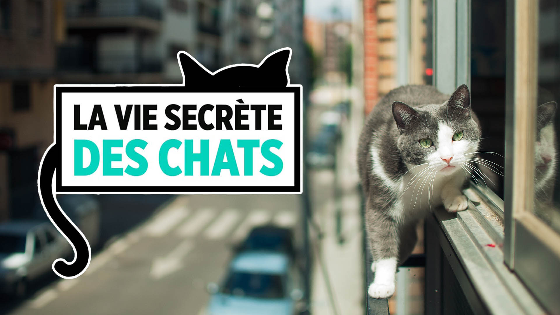 Replay La vie secrète des chats : retrouvez les émissions de ce ...